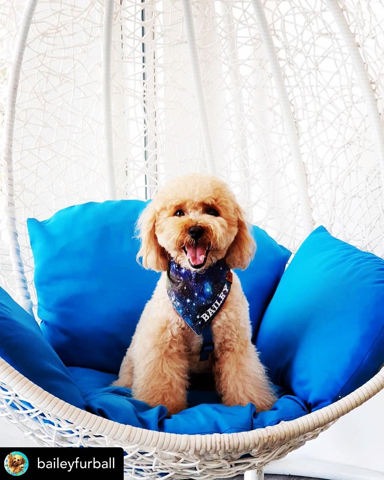 15 Popular Dog Cafes in Singapore | Pawlyclinic