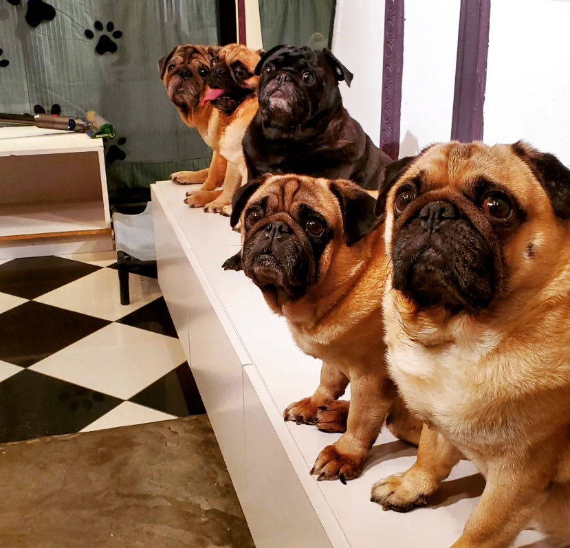 15 Popular Dog Cafes in Singapore | Pawlyclinic
