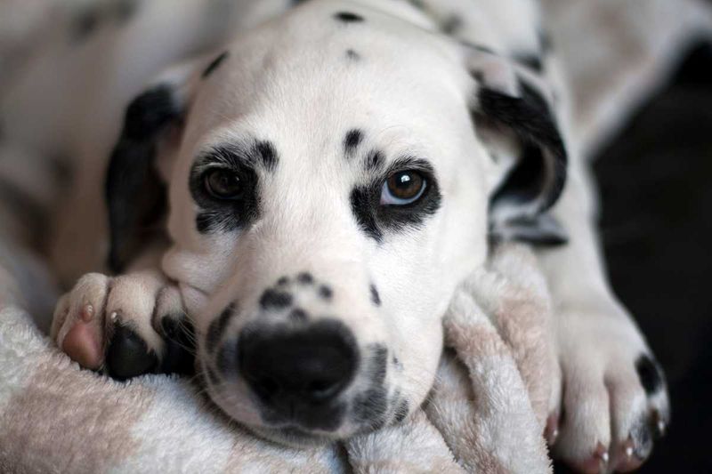 Dog Pimples on Body: Causes, Symptoms & Treatment