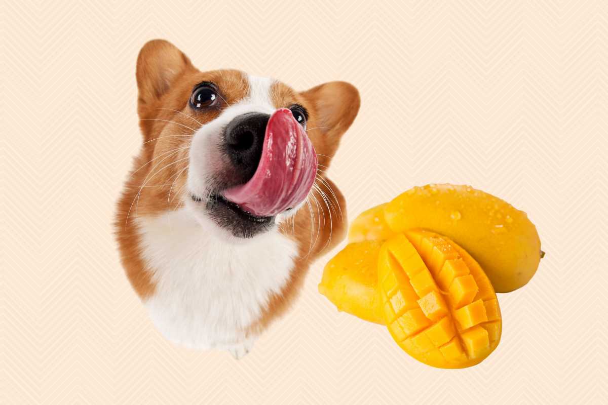 Can Dogs Eat Mango? A Definitive Guide
