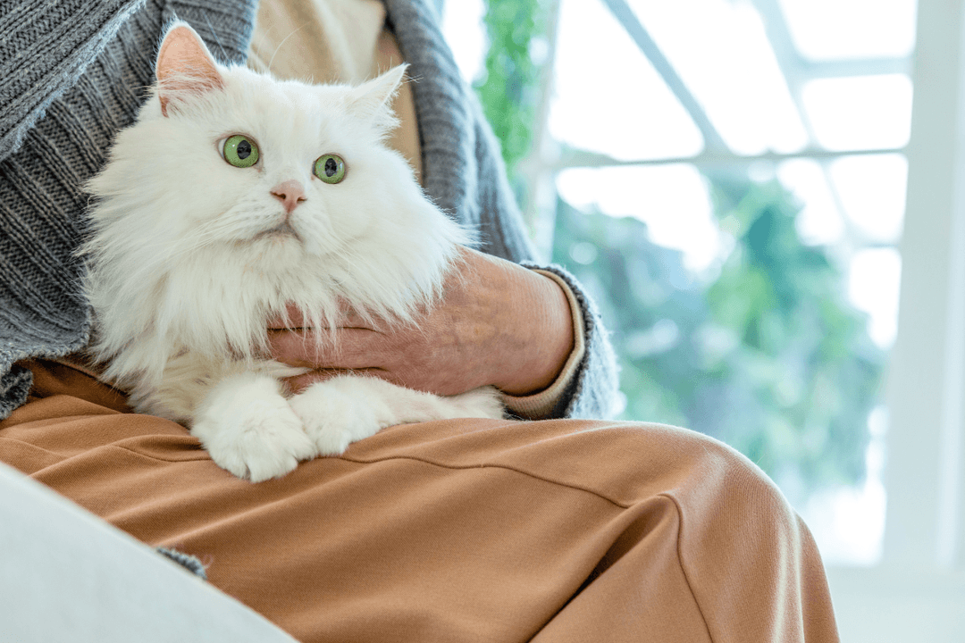 How to Deworm a Cat at Home: Vet-Approved Treatments & Easy Tips