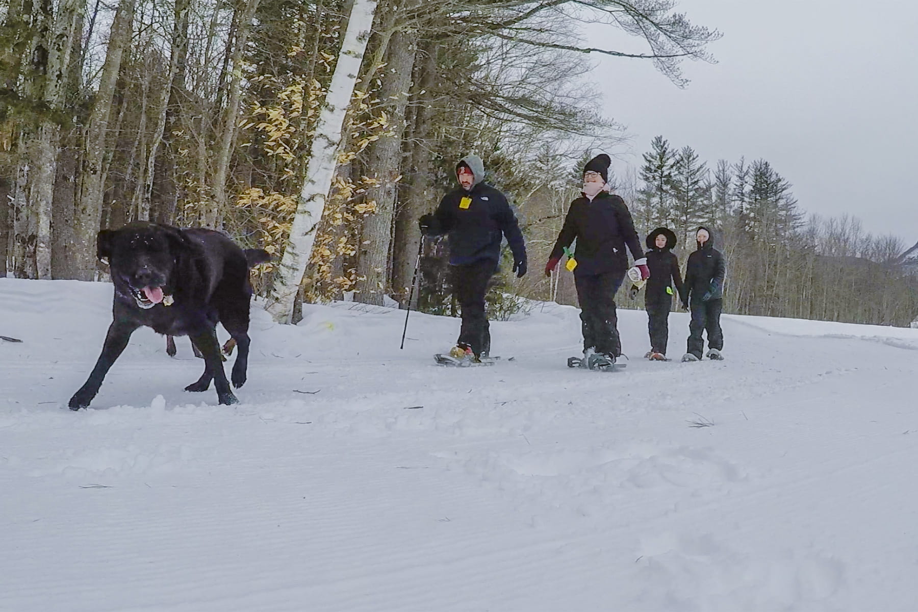 Are Dogs Allowed Obmount Washington