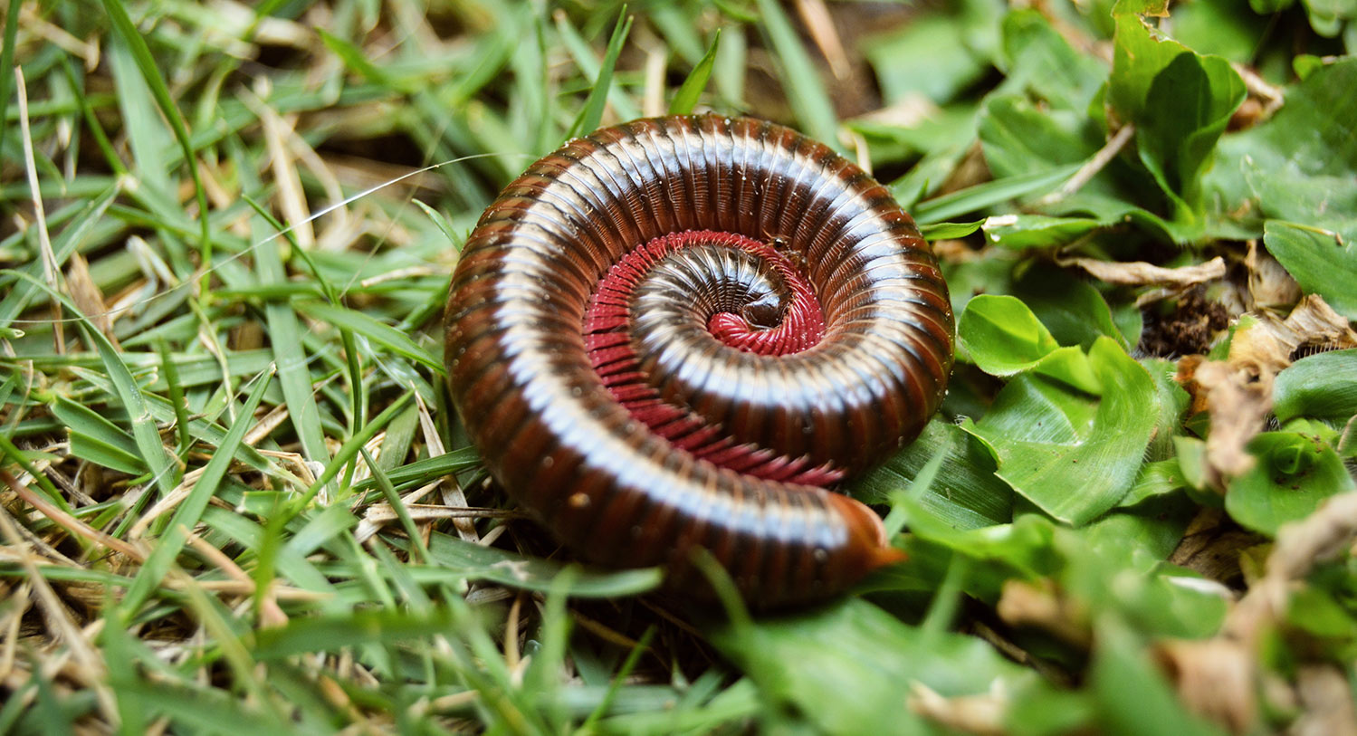 Millipedes | Nick Felicione Pest Control