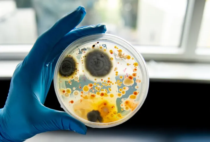 Main Sequence | Loam Bio - Microbial technology capturing carbon in ...