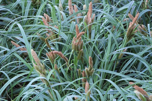 New Zealand native plants catalog - Te Rito Gardens | Wellington | Porirua