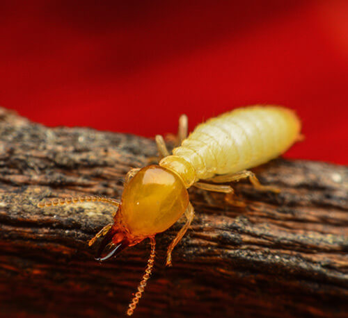 Pest Control in San Tan Valley | Agro Pest Control