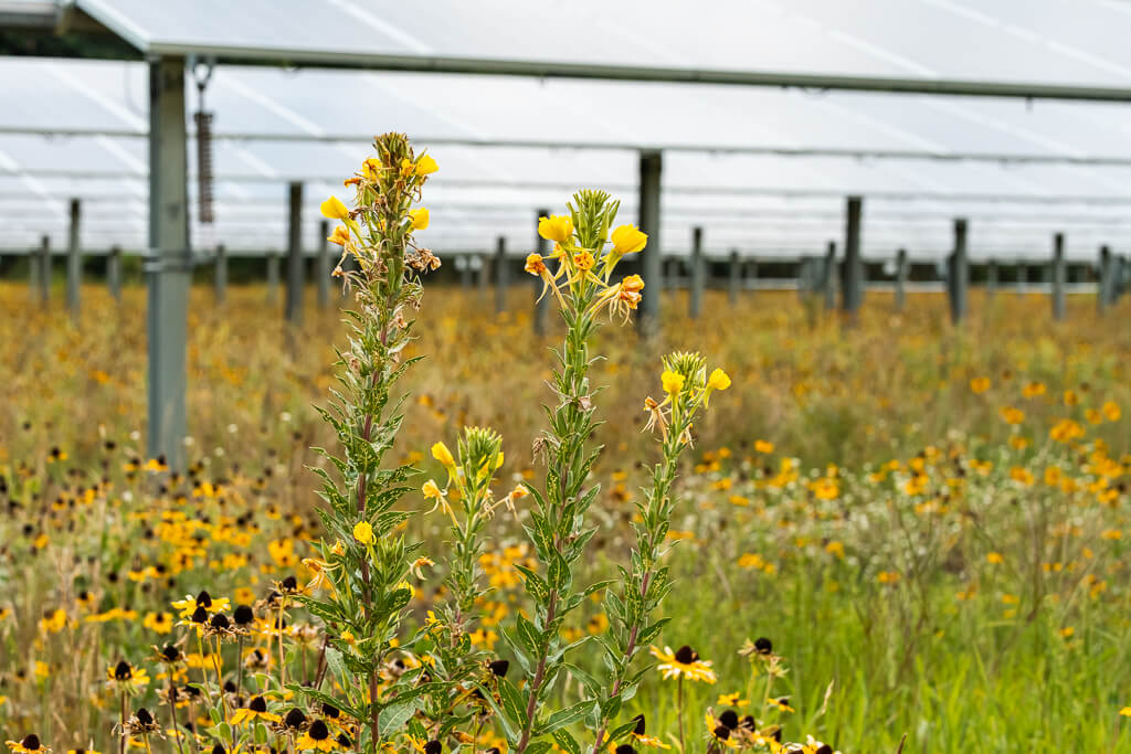 Wright Kirby 3 - Community Solar and Storage - US Solar