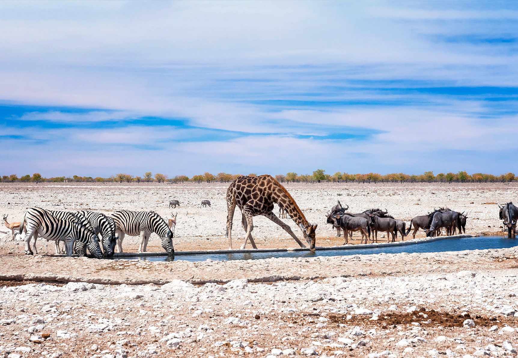 Best Time For... Game Viewing | Namibia Tours & Safaris