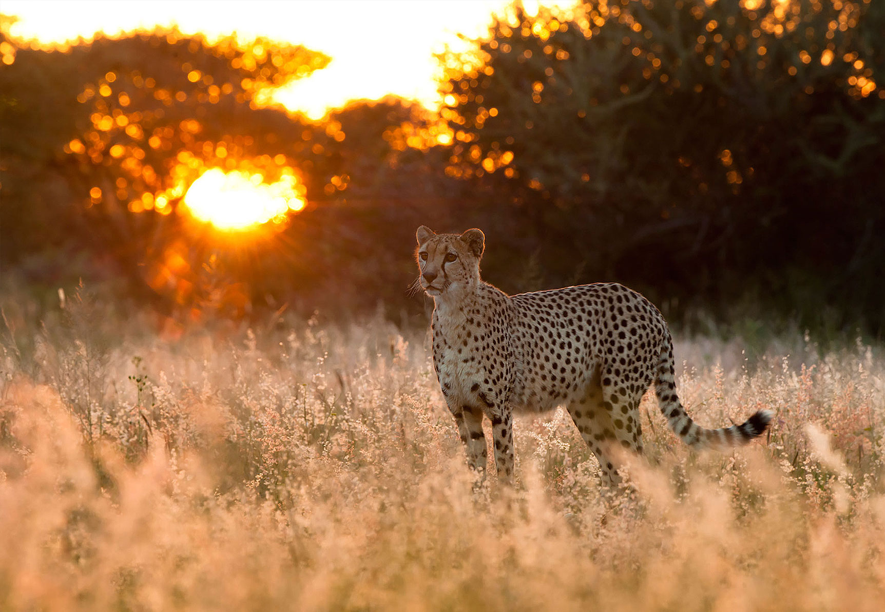 Best Time For... Game Viewing | Namibia Tours & Safaris