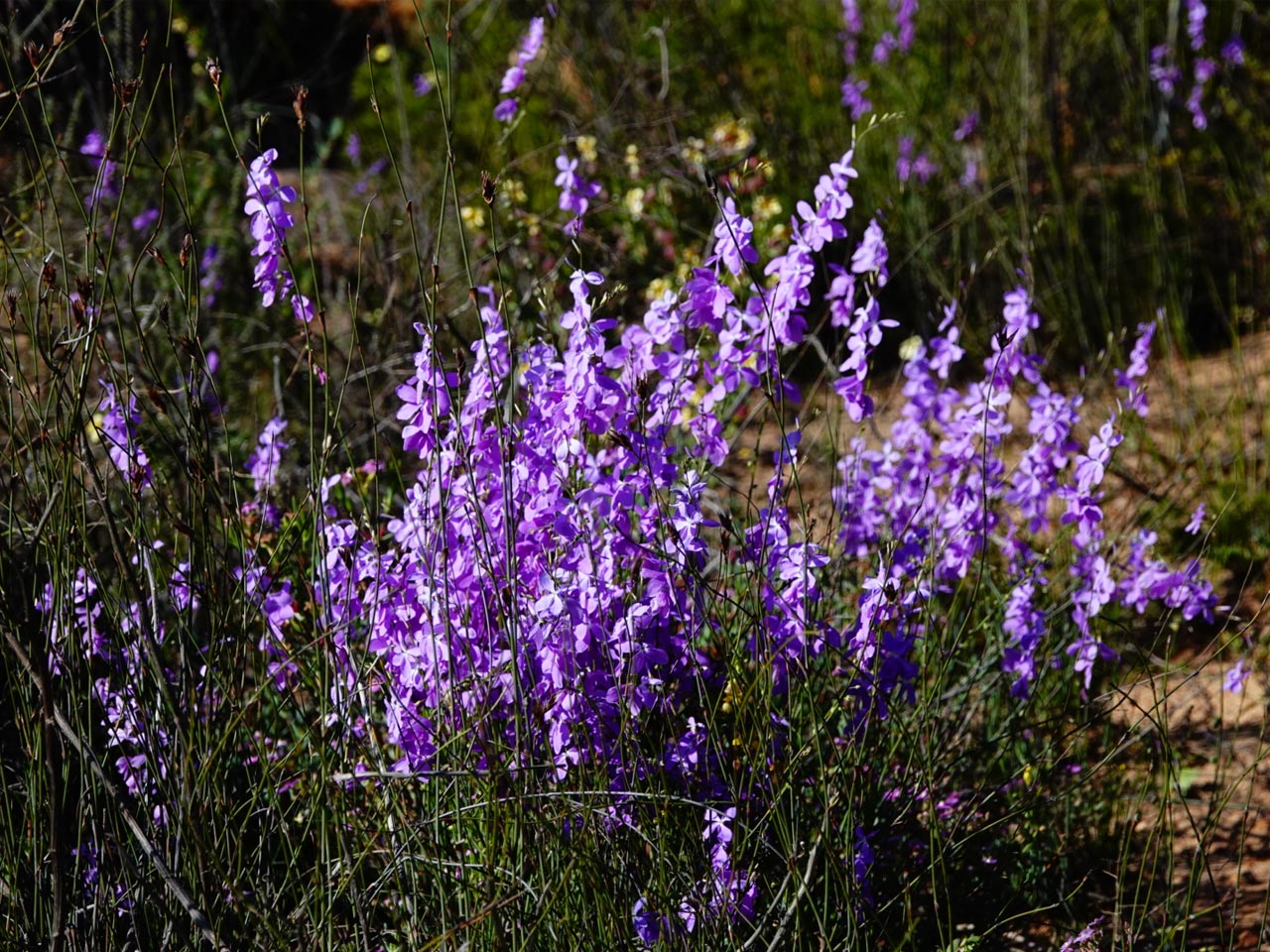 Namaqualand Flower Route | Namibia Tours & Safaris