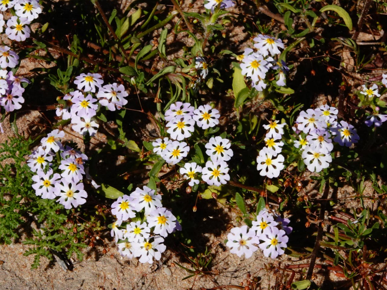 Namaqualand Flower Route | Namibia Tours & Safaris