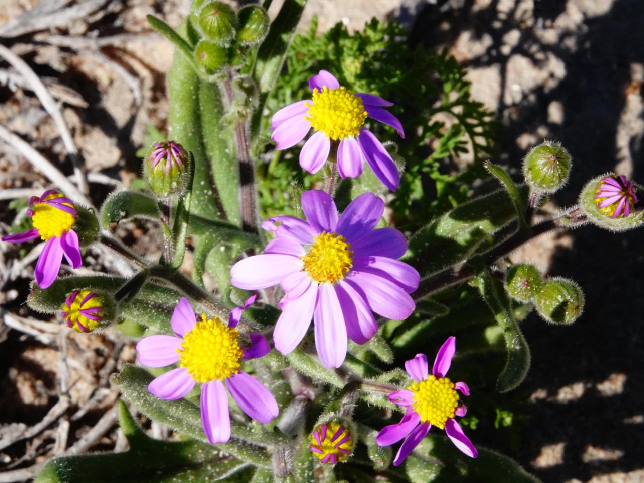 Namaqualand Flower Route | Namibia Tours & Safaris