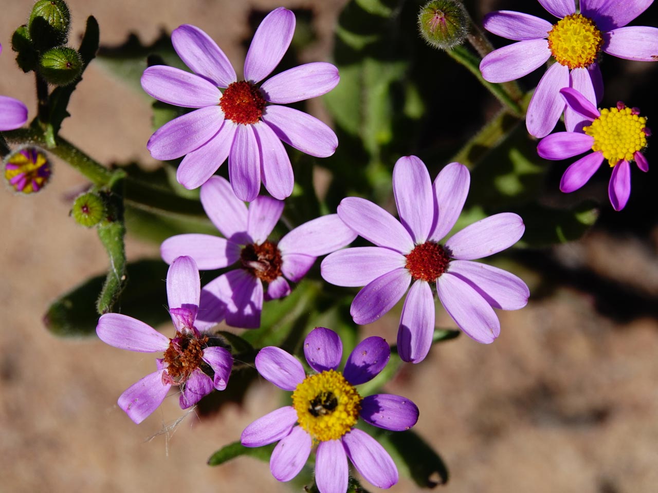 Namaqualand Flower Route | Namibia Tours & Safaris