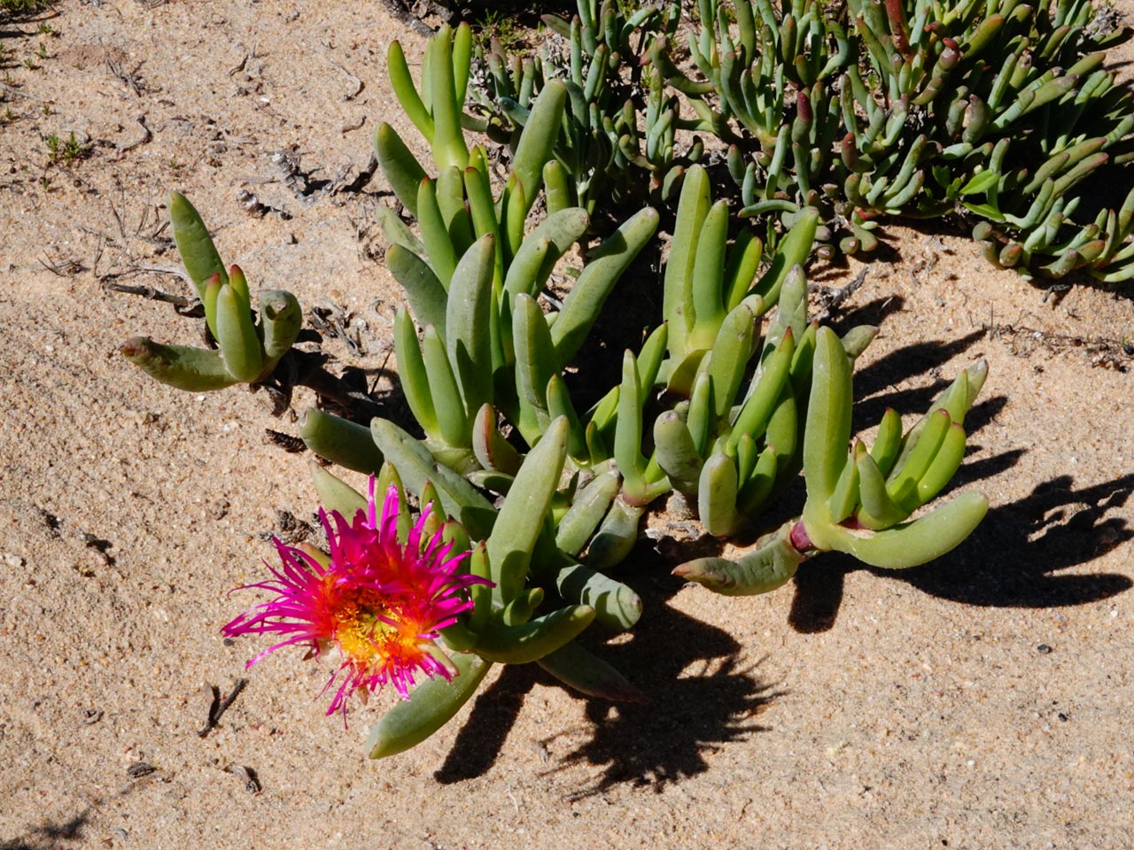 Namaqualand Flower Route | Namibia Tours & Safaris