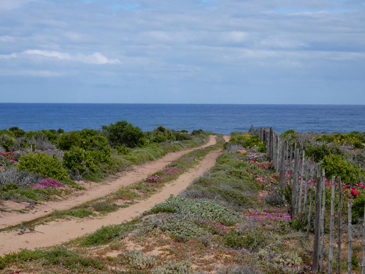 Namaqualand Flower Route | Namibia Tours & Safaris