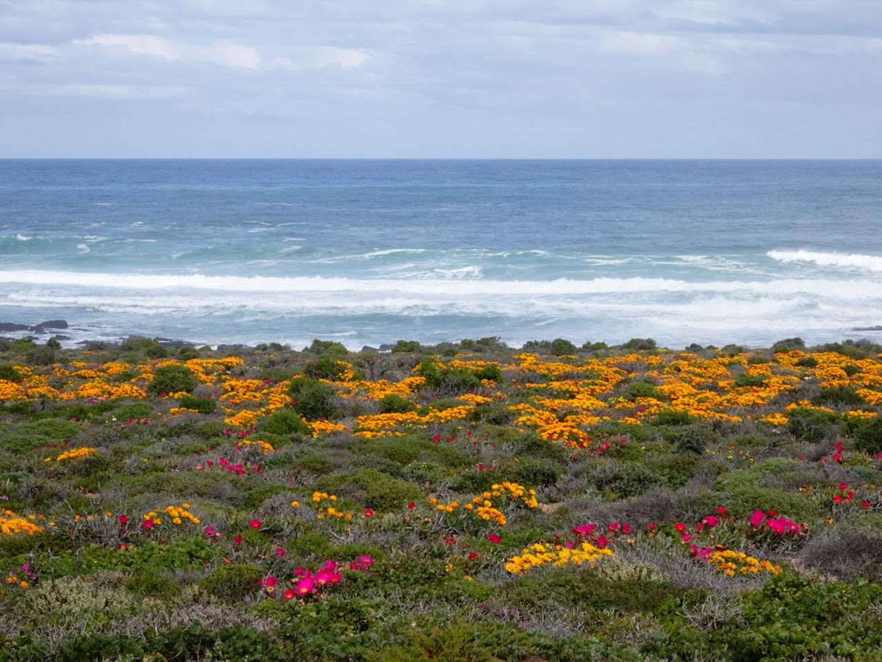 Namaqualand Flower Route | Namibia Tours & Safaris