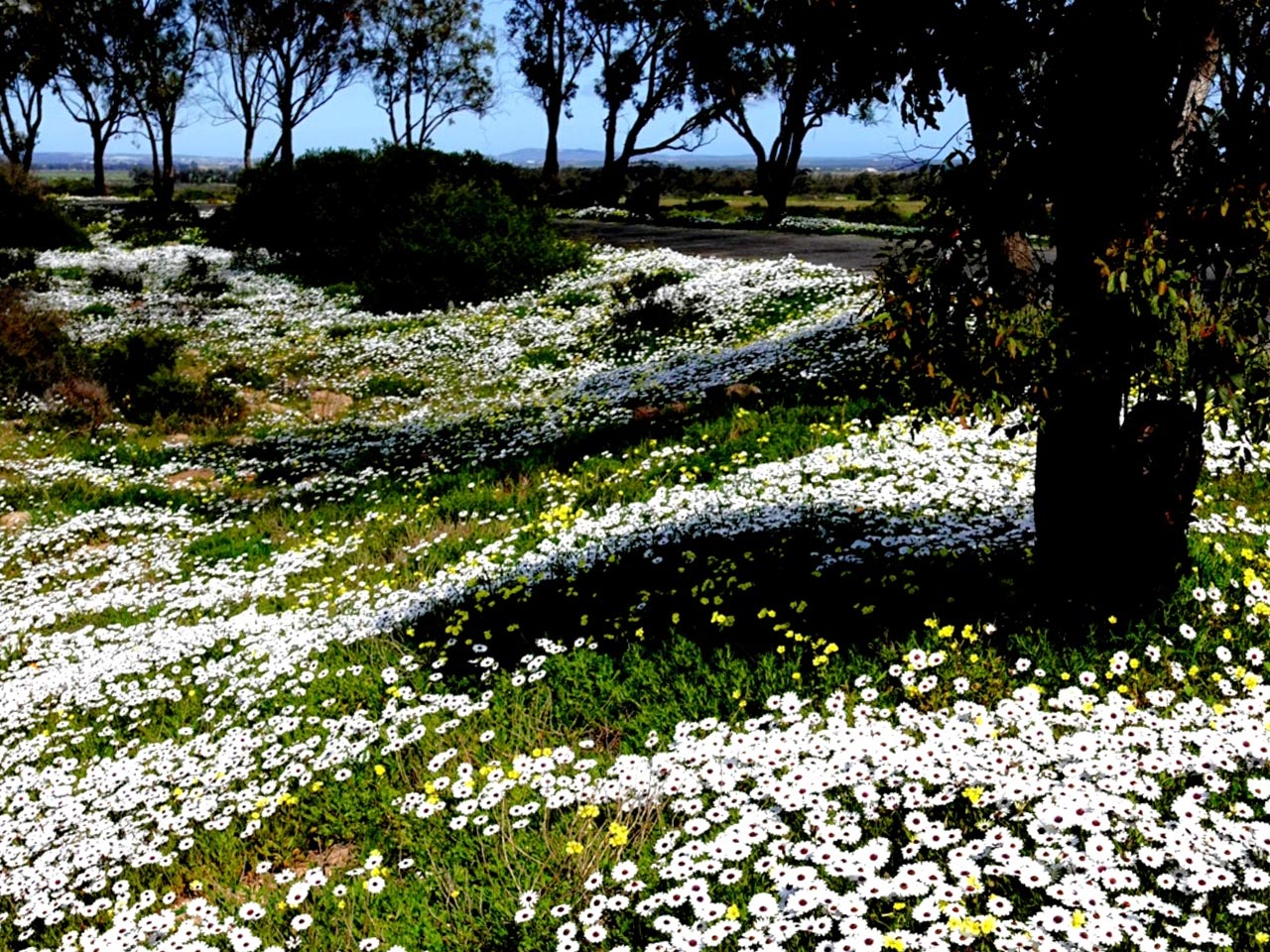 Namaqualand Flower Route | Namibia Tours & Safaris