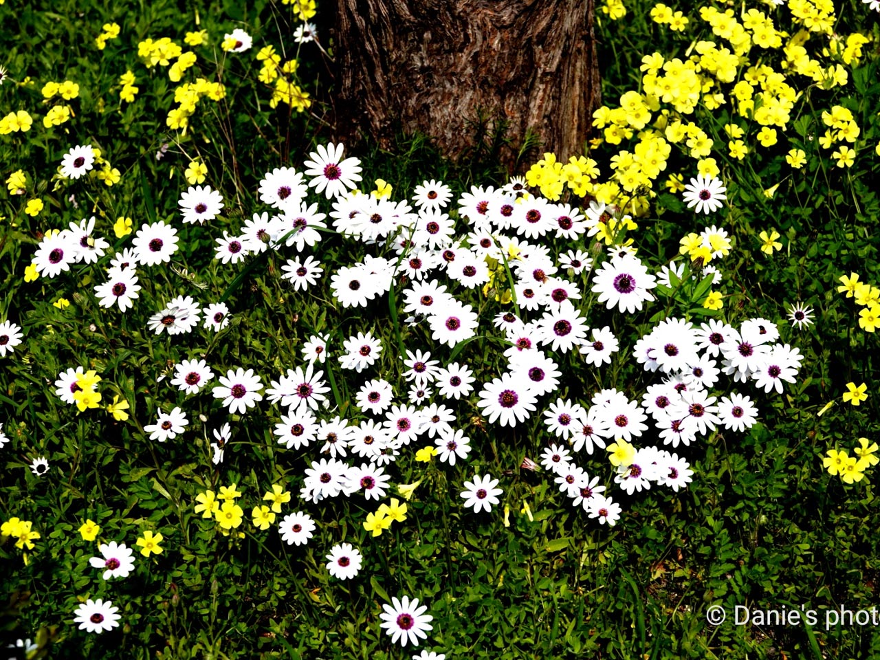 Namaqualand Flower Route | Namibia Tours & Safaris