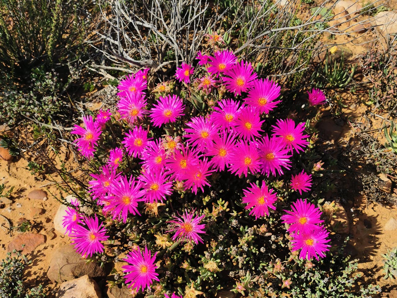 Namaqualand Flower Route | Namibia Tours & Safaris