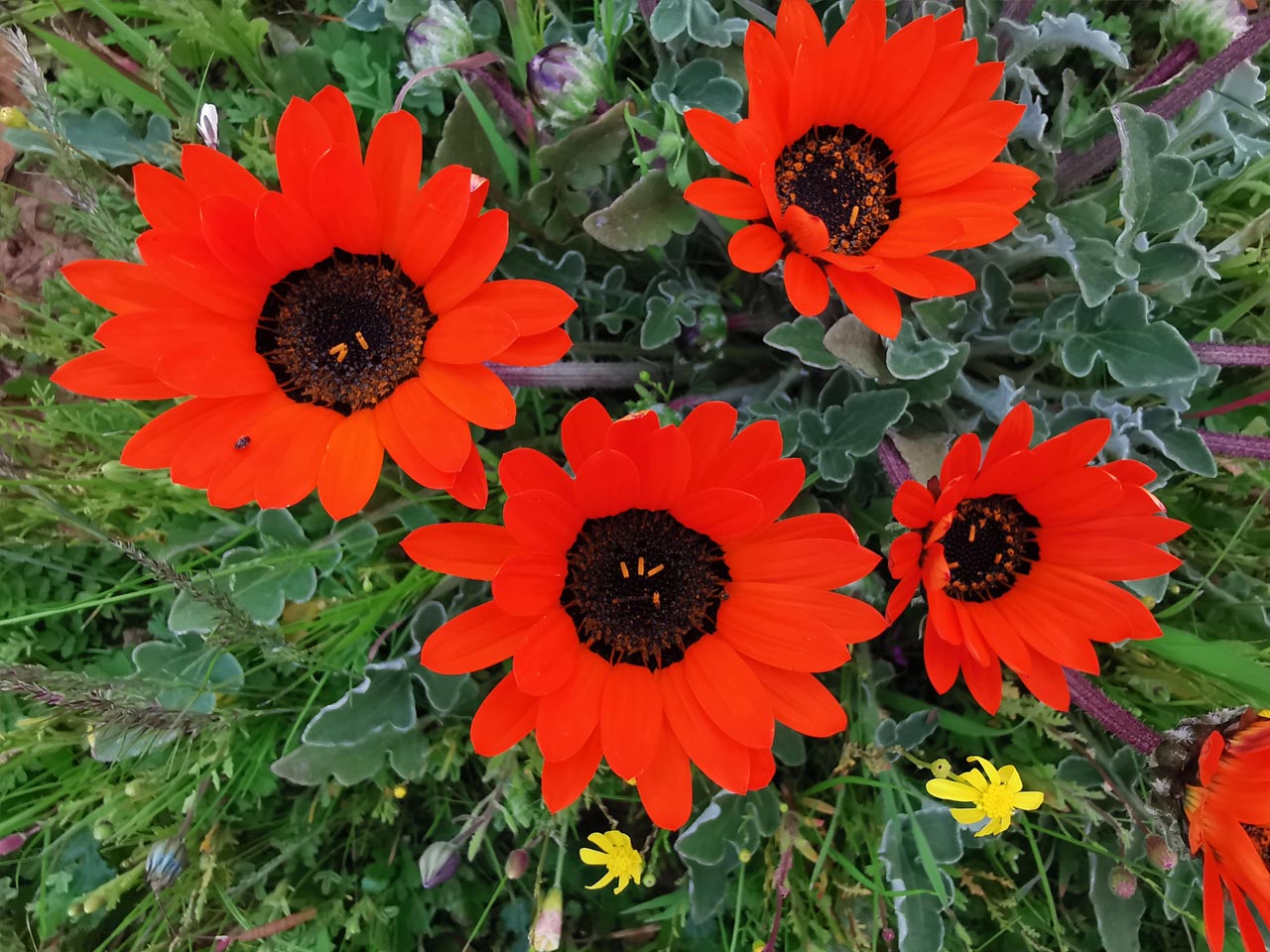 Namaqualand Flower Route | Namibia Tours & Safaris