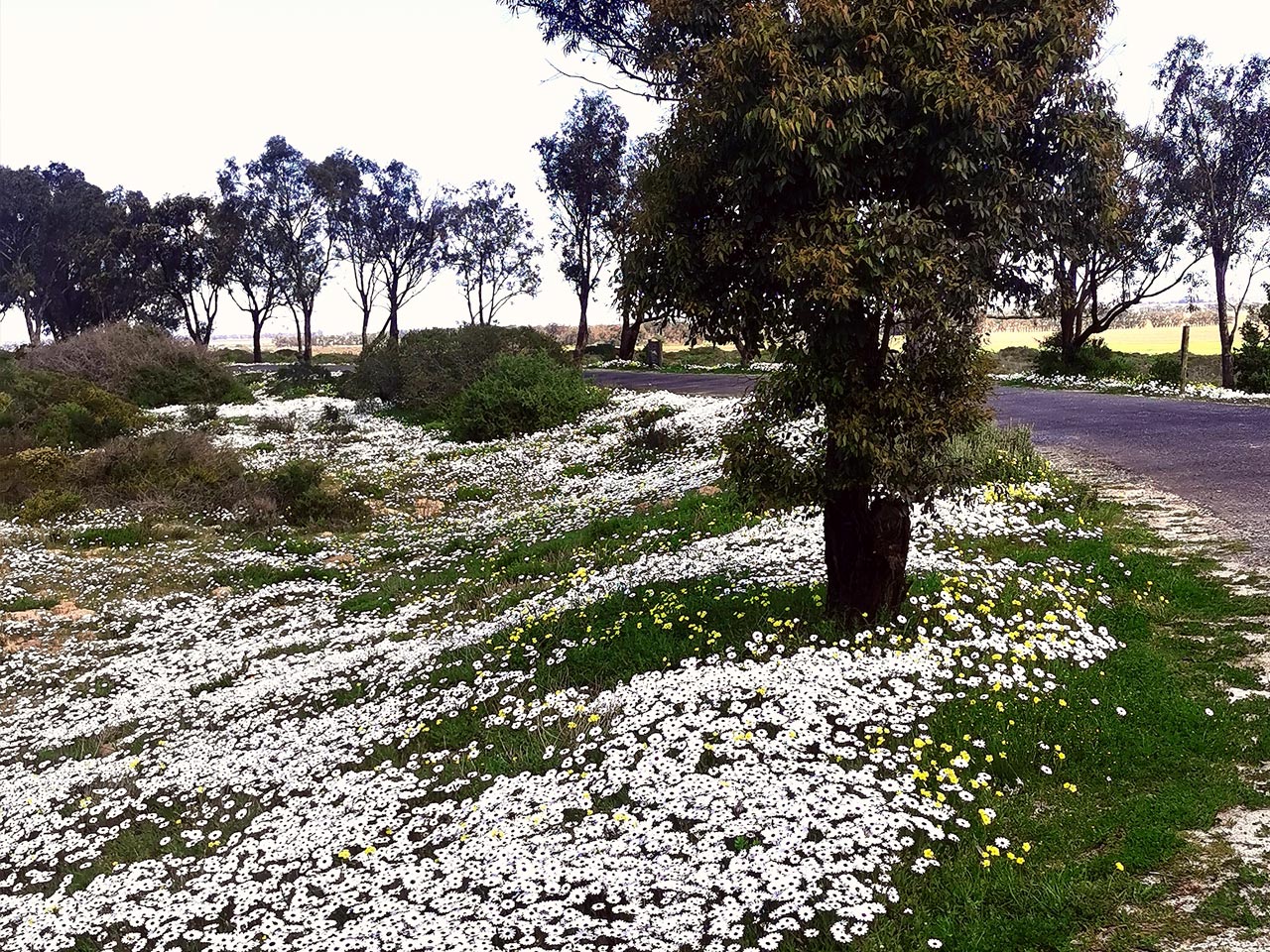 Namaqualand Flower Route | Namibia Tours & Safaris