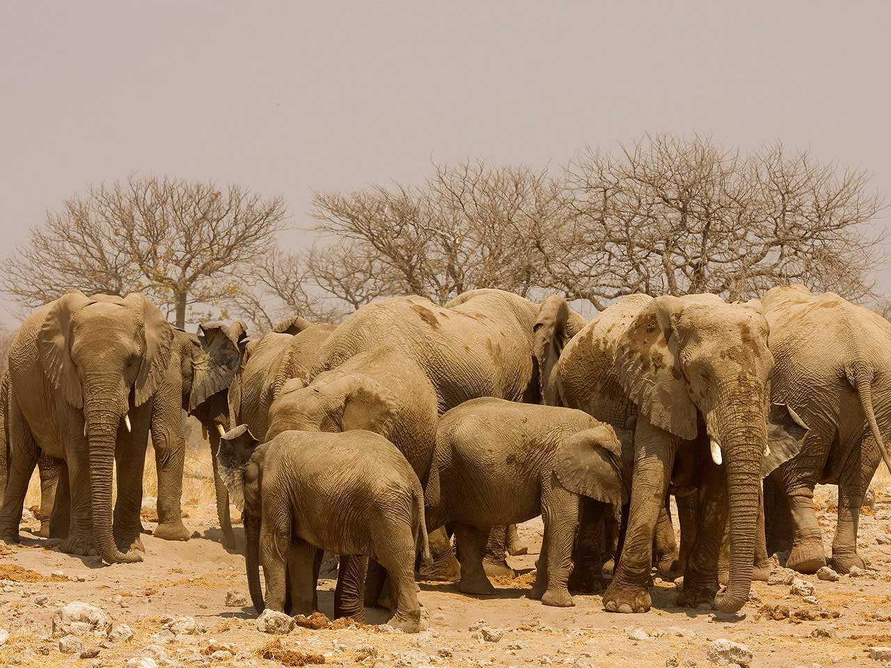 Eastern Botswana | Namibia Tours & Safaris