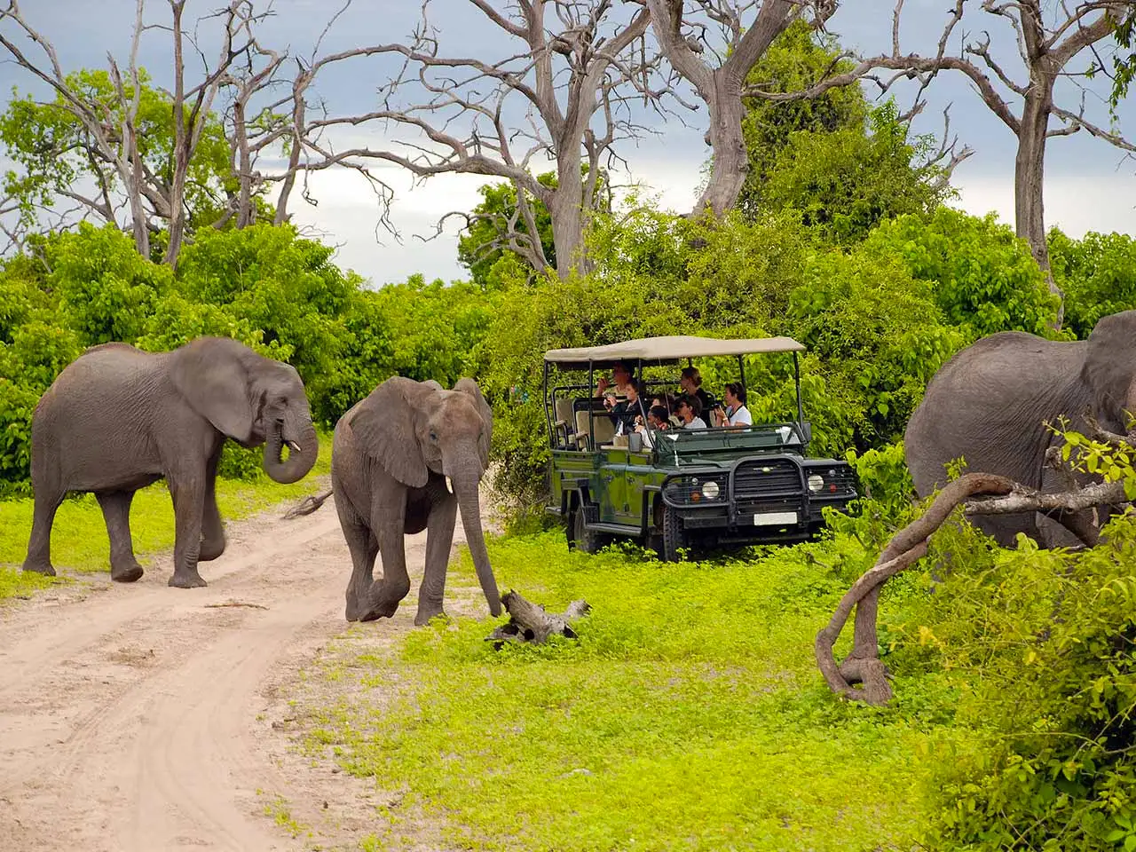 Botswana Safaris | Namibia Tours & Safaris