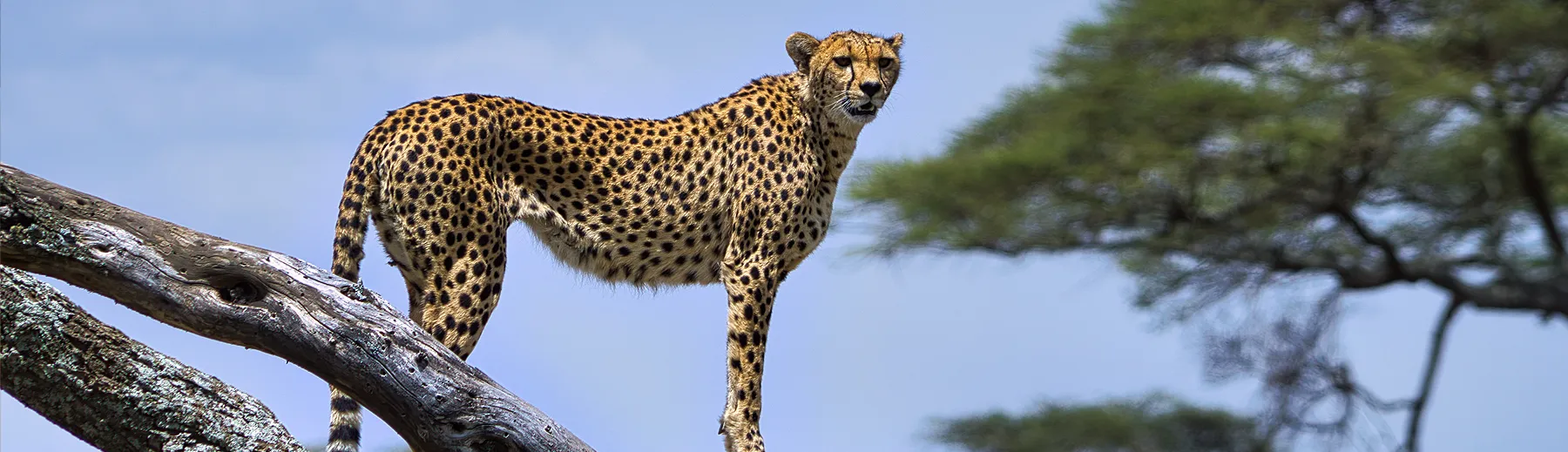 Cheetah Conservation Fund | Namibia Tours & Safaris
