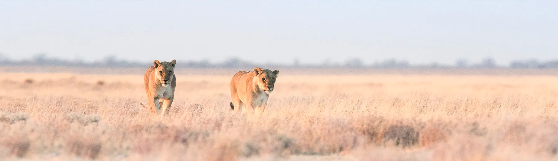 Bushmanland | Namibia Tours & Safaris