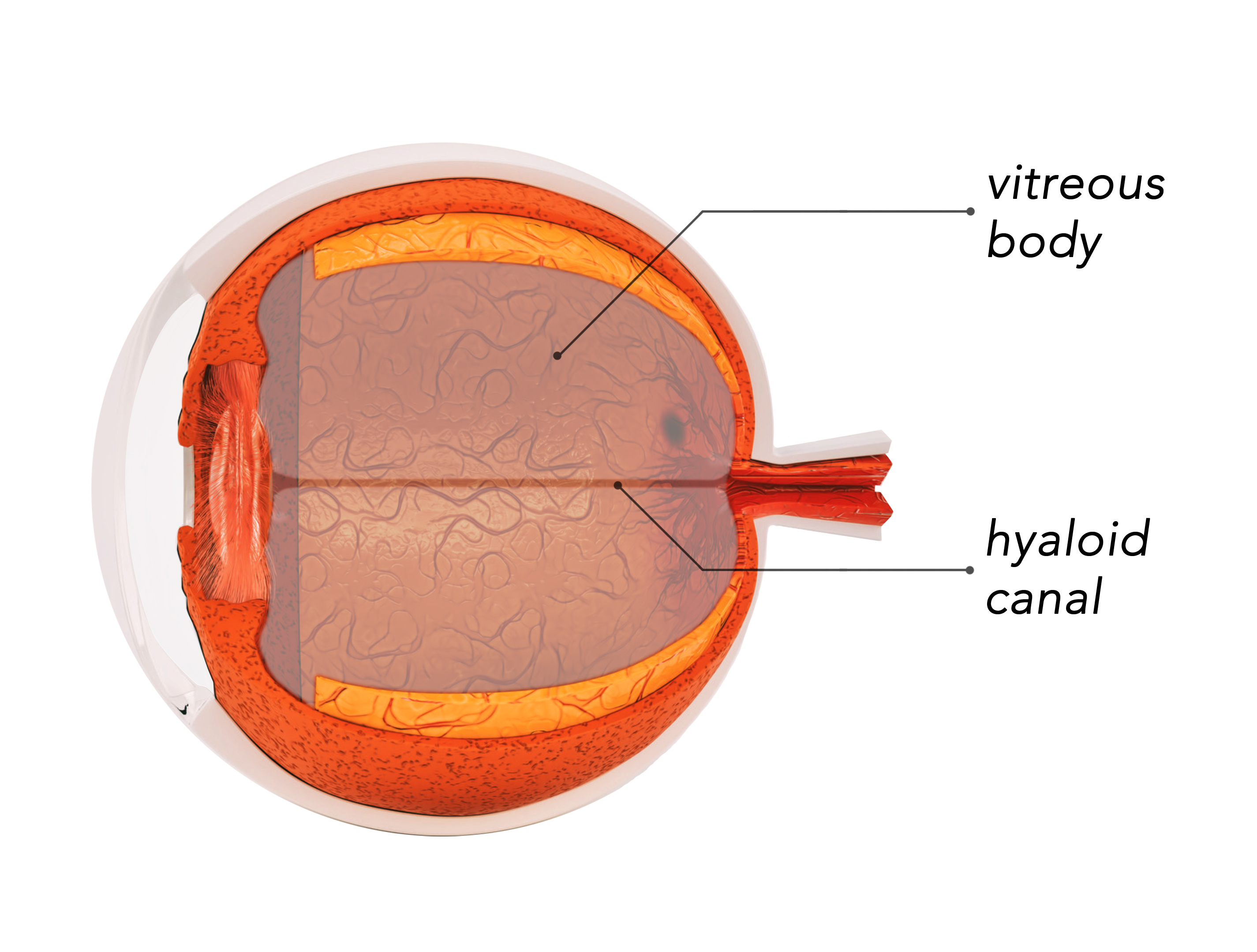 Easy eye anatomy | Clínica Castanera