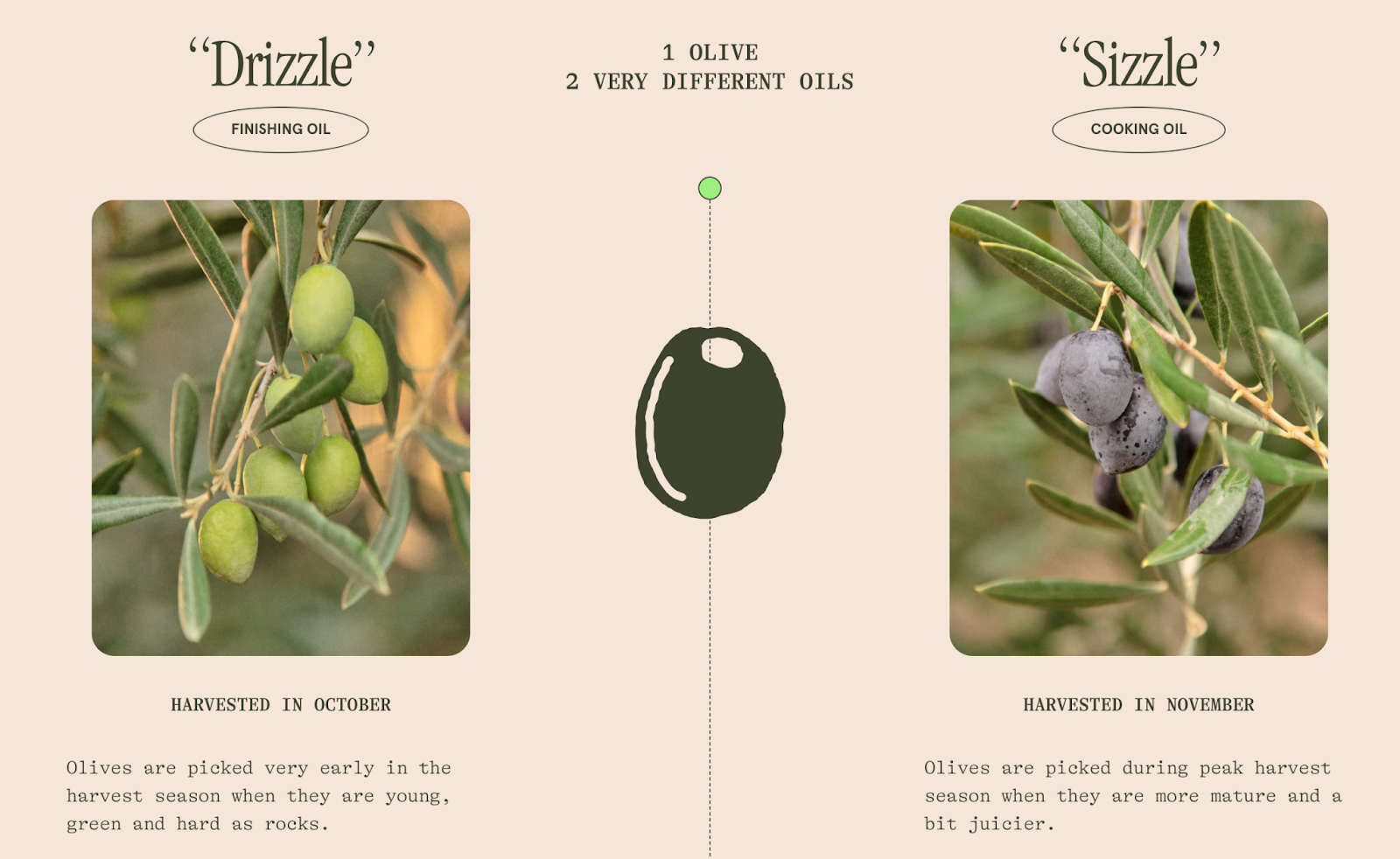 36 Best DTC & eCommerce Subscription Examples (2024)