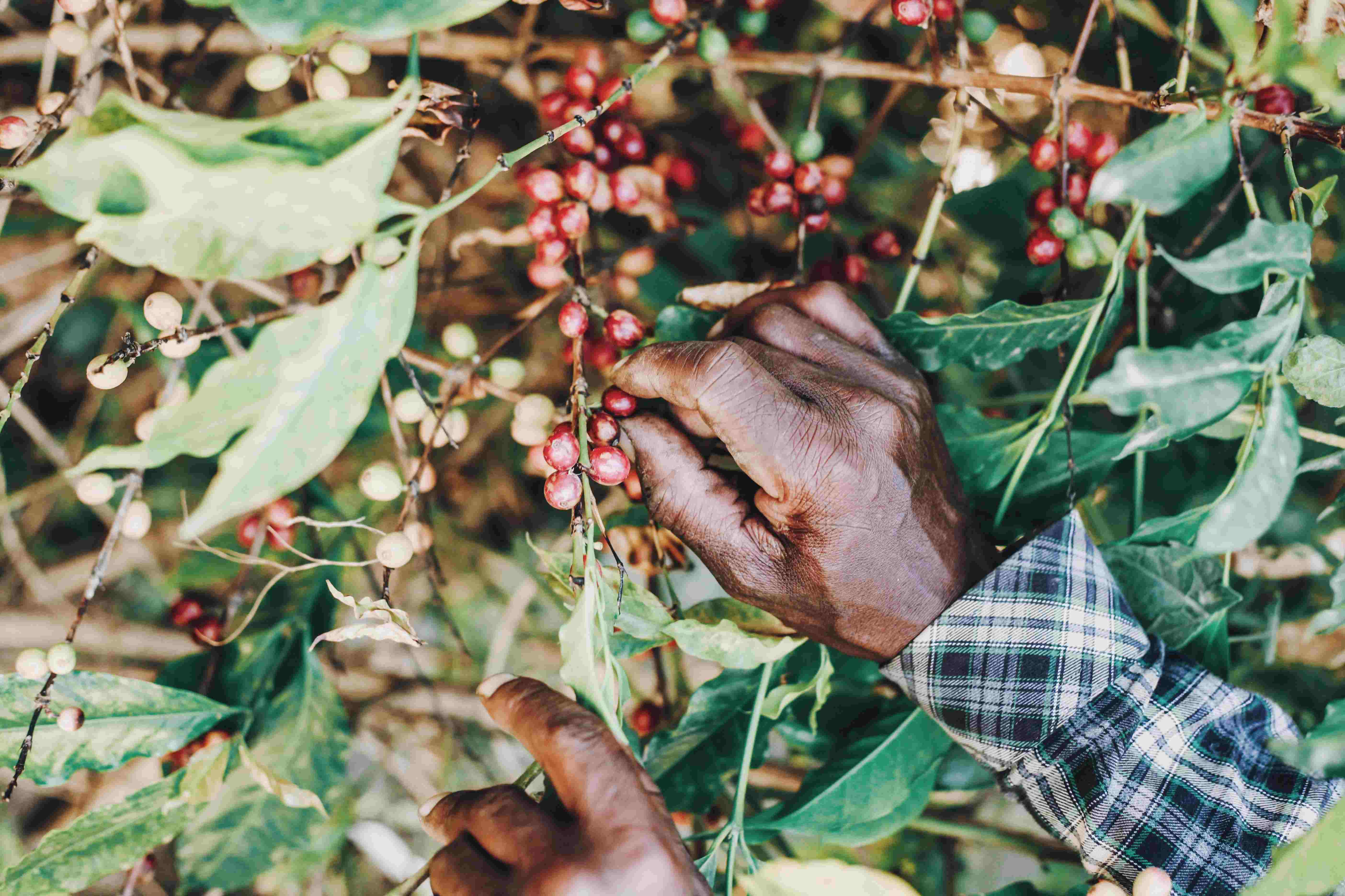 The Last Mile Blog | Empowering Ethiopian Coffee Farmers: Overcoming ...