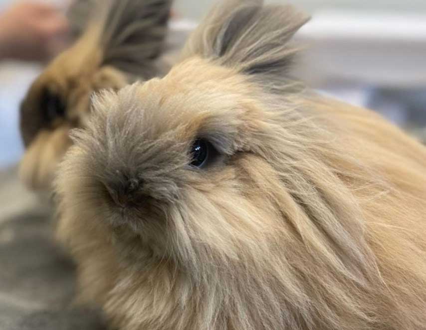 Sweetwater Veterinary Hospital