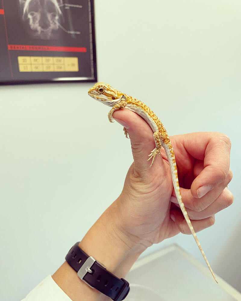 Exotic Pet Care In Palmetto, GA I SweetWater Veterinary Hospital