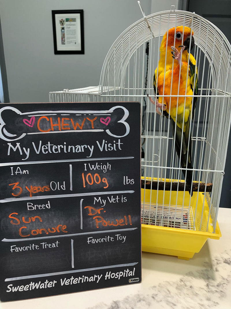 Exotic Pet Care In Palmetto, GA I SweetWater Veterinary Hospital