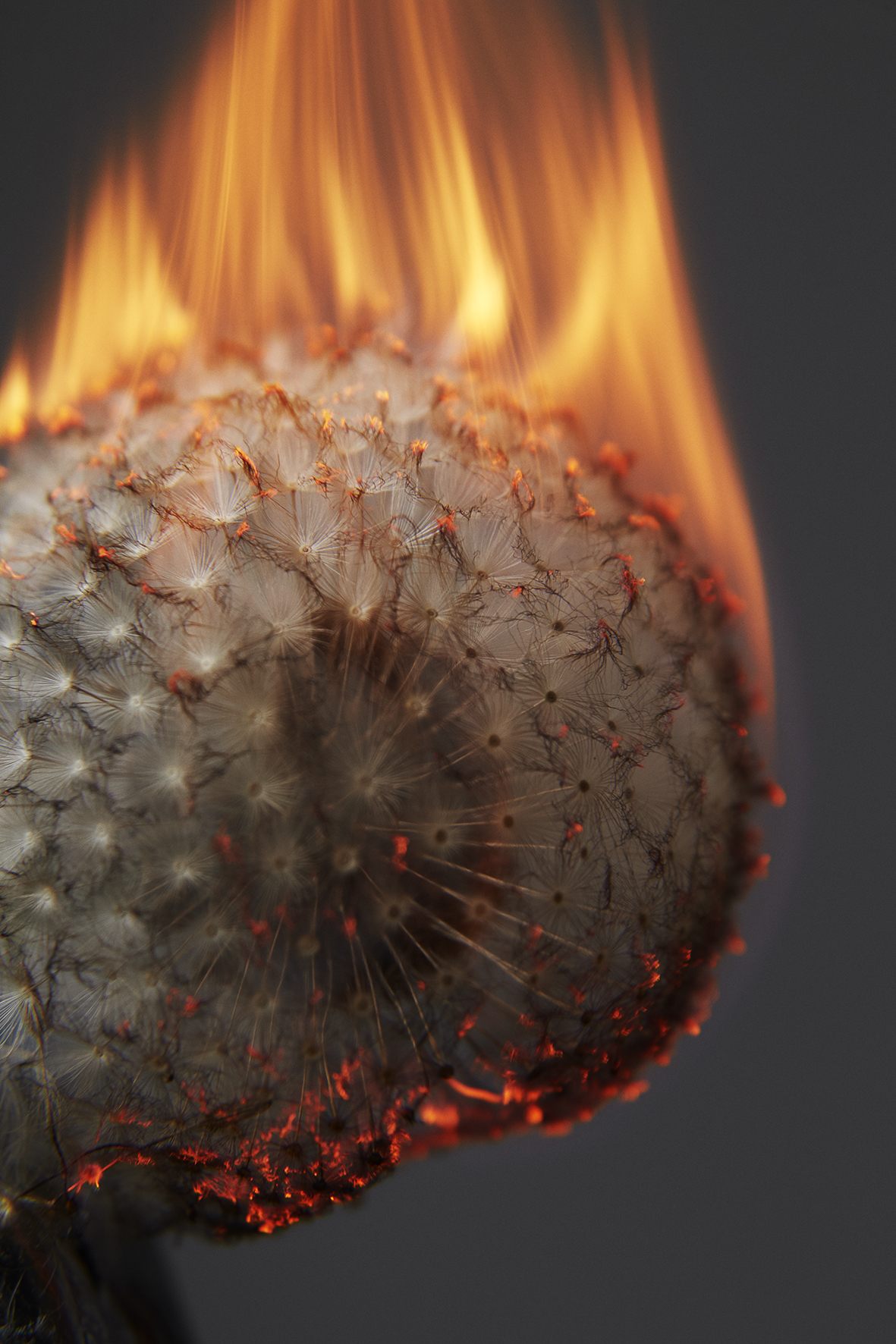 Dans "An Exploding World", Rankin allie créativité et santé mentale