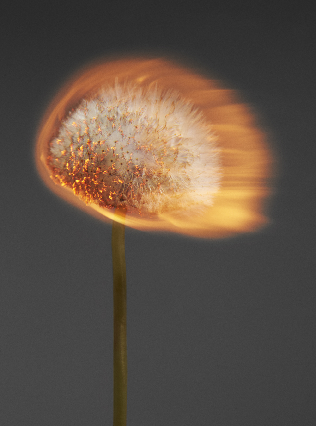 Dans "An Exploding World", Rankin allie créativité et santé mentale