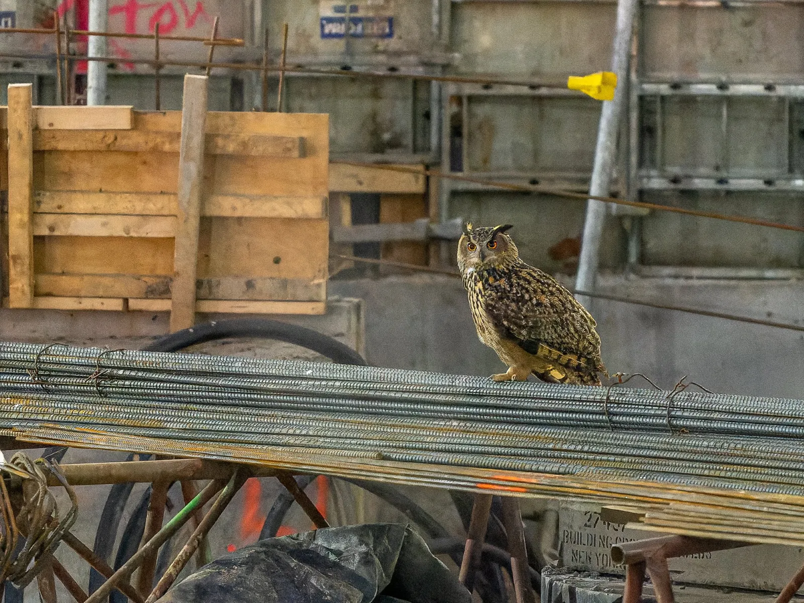 The Wild Side of Capital Project Management: When Team Roles Meet Their ...