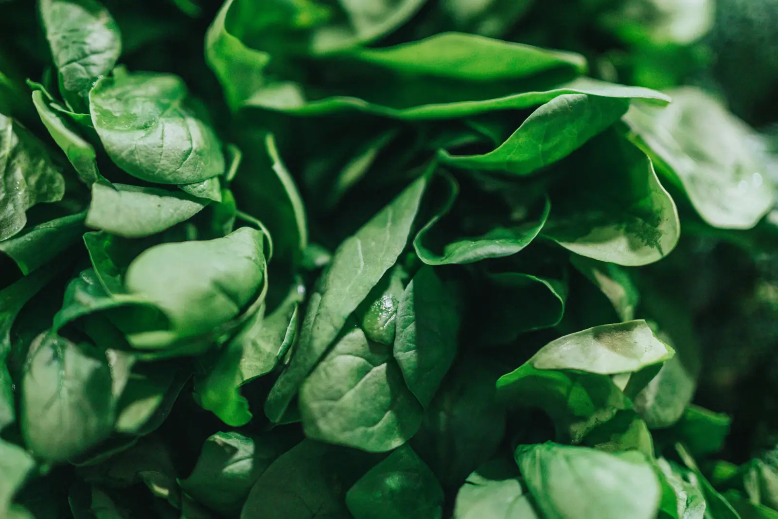The Best Vegetarian Spinach Recipes (+ How to Preserve Spinach)