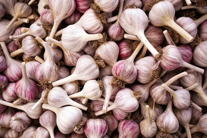 Guide to Growing and Harvesting Garlic