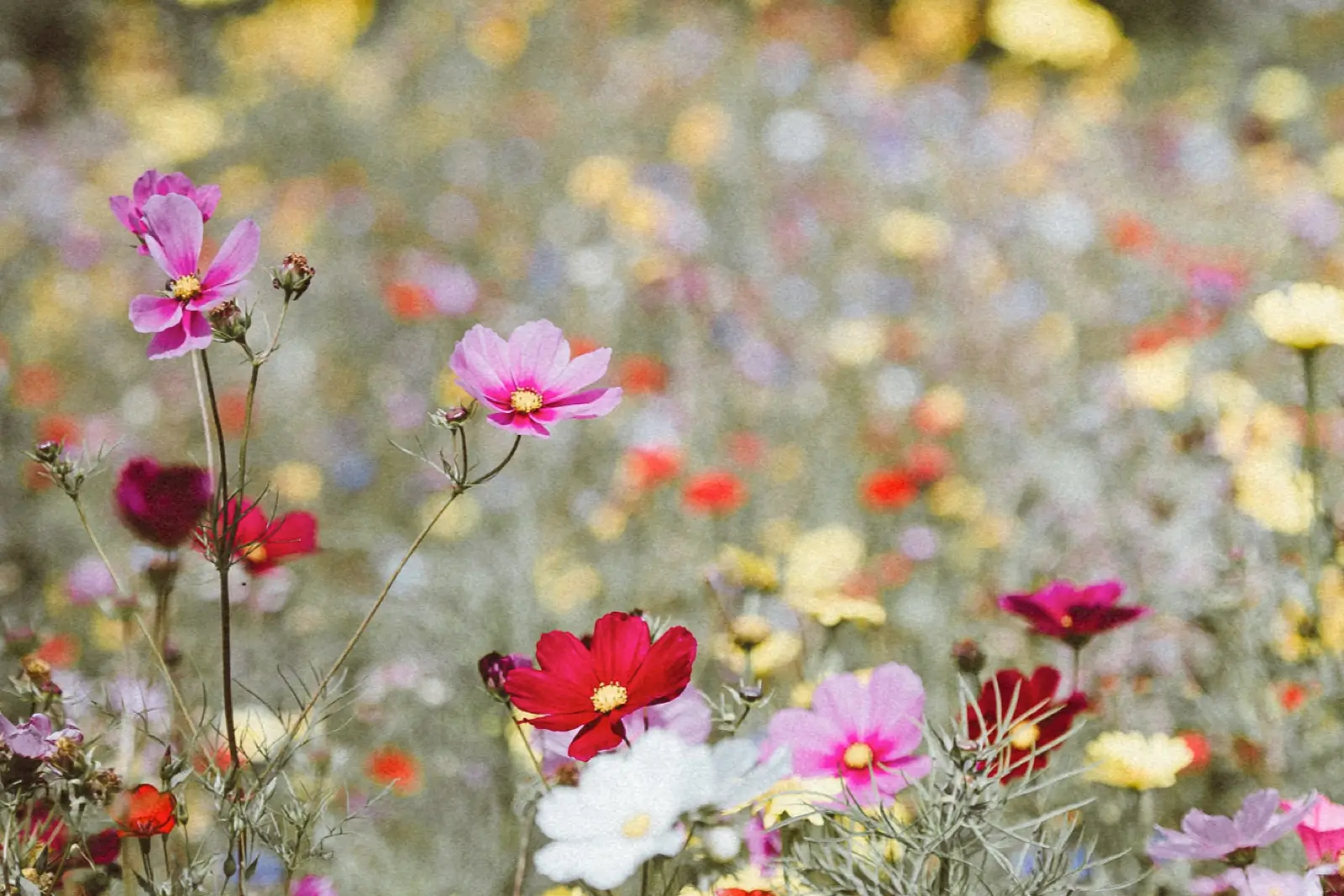 Starting a Cut Flower Garden in a Small Space