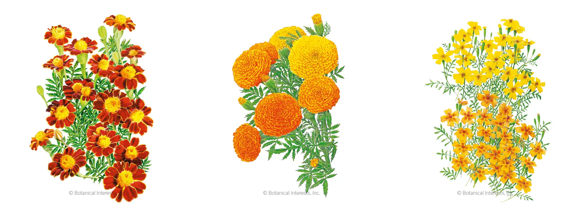 Benefits of Growing Marigolds in a Vegetable Garden