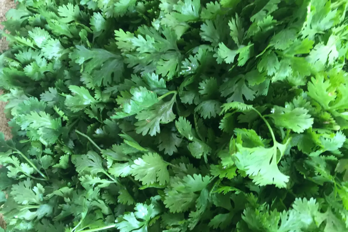 The Best (and Worst) Companion Plants for Parsley