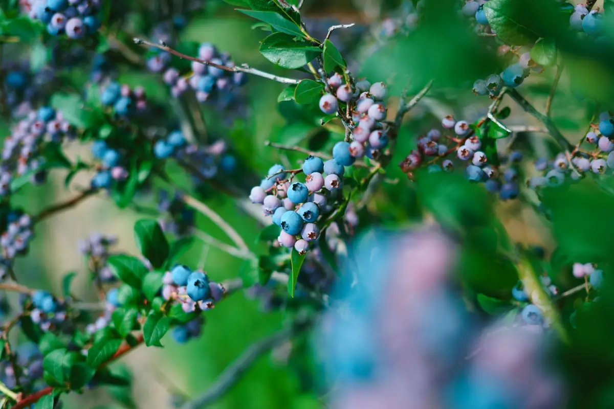 Best Blueberry Companion Plants for a Big Harvest