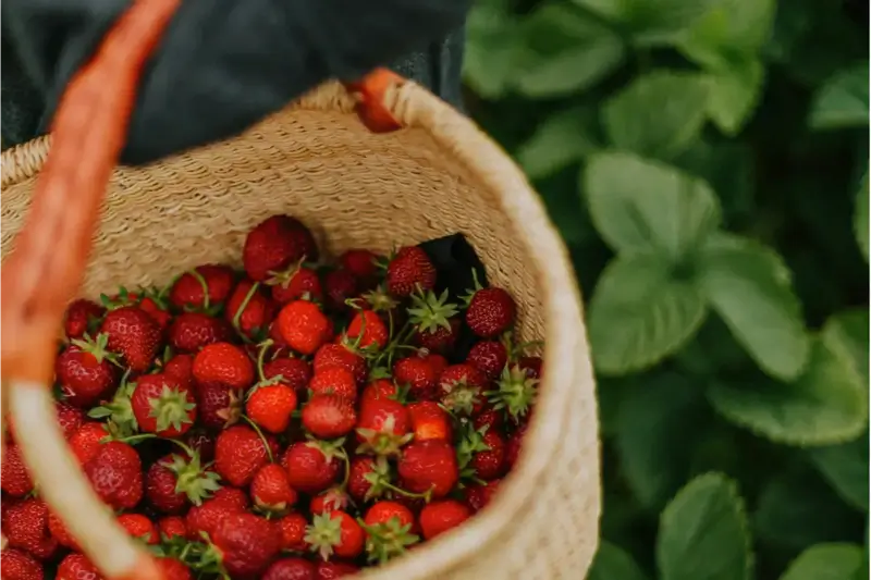 Raspberries vs Strawberries: Nutrition and Flavor Comparison
