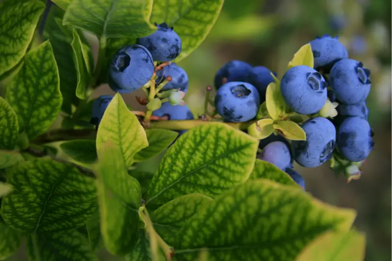 Blueberry Plant Care: How to Grow Blueberries in Your Home Garden