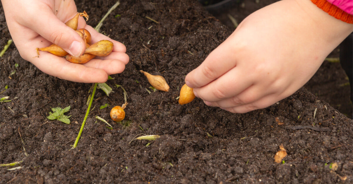 What Are Food Storage Organs | Build a Stash