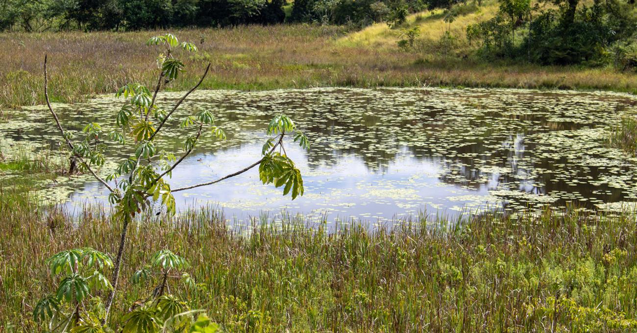 What Is A Aquatic Biome? | Build a Stash