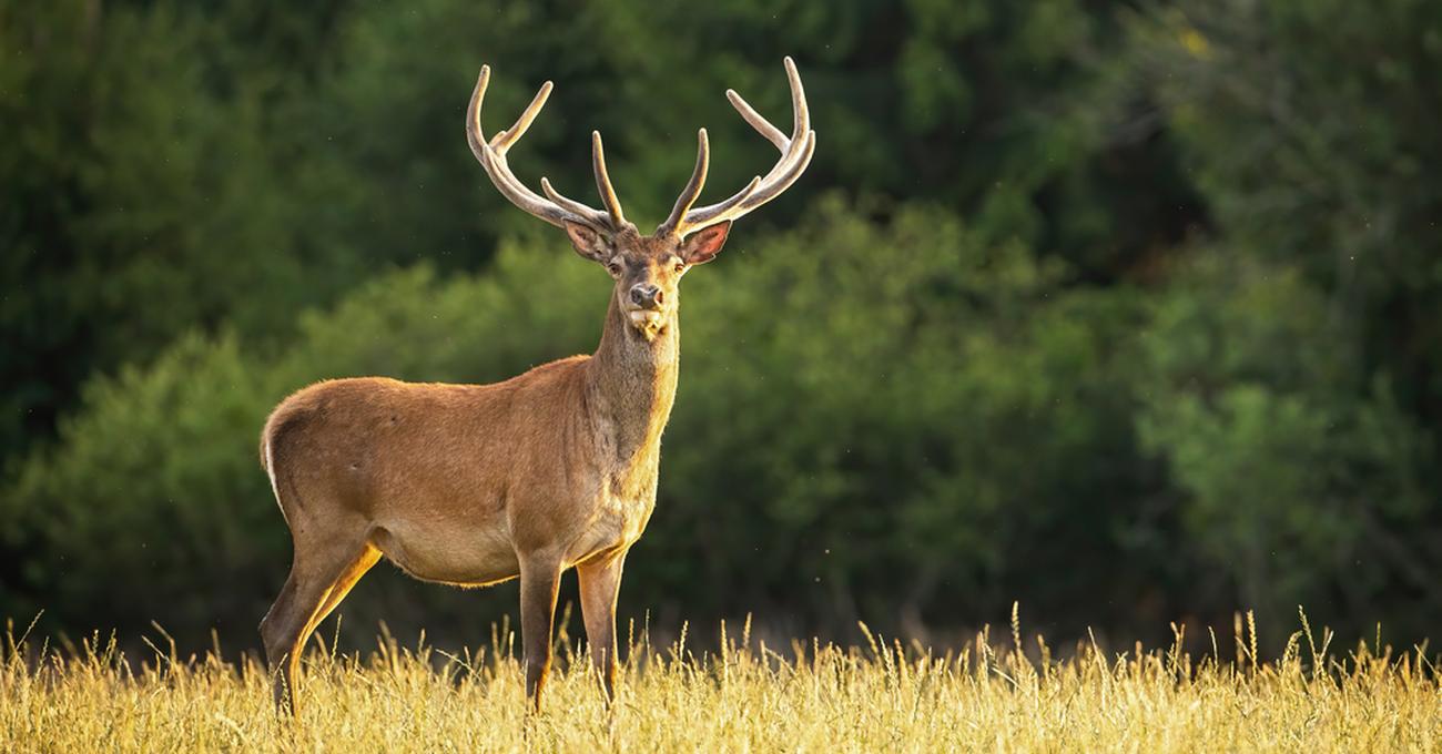 What Biome Do Deer Live In? | Build a Stash