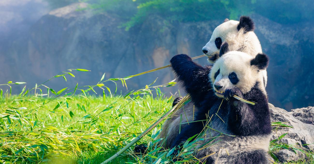 What Biome Do Pandas Live In? | Build a Stash